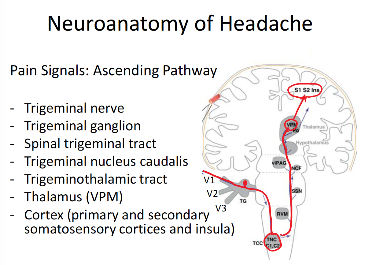 نوکلئوس کودالیس trigeminal nucleus caudalis TNC - link10.ir | link10.ir